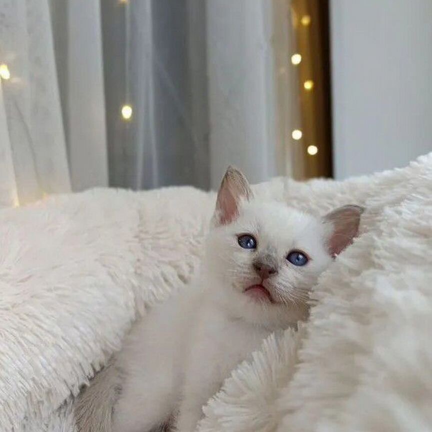 Тайский котенок Габриэла