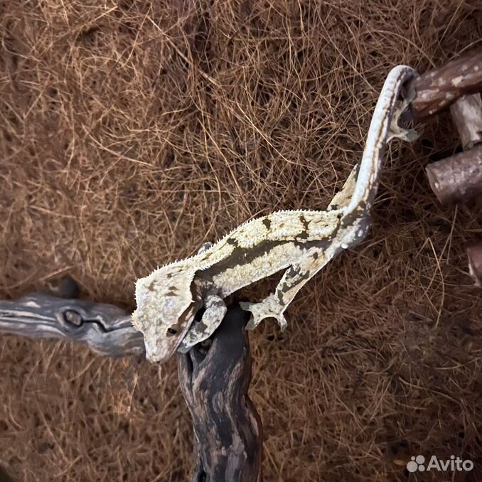 Реснитчатый бананоед самец