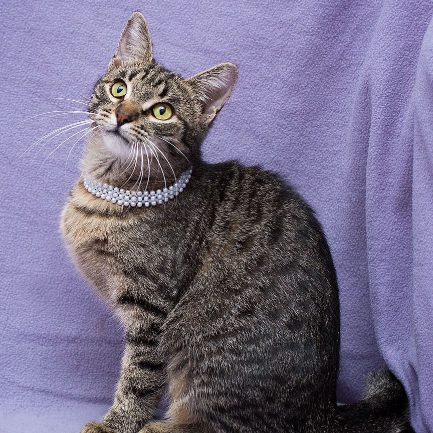 Удивительная судьба кошки Незабудки