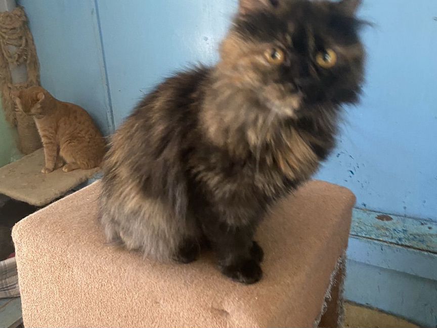 Кошка/кот в дар