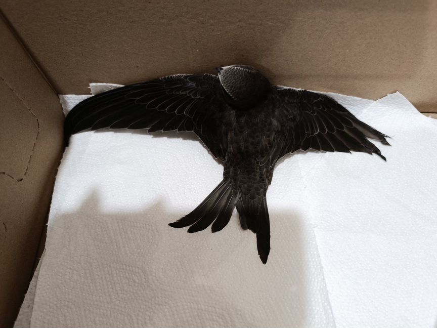 Отдам стрижа