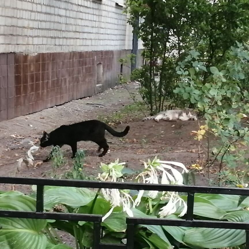 Котенок на улице