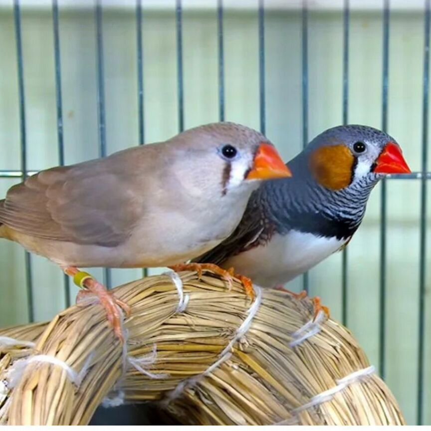 Зебровые амадины