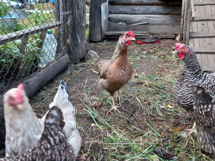 Куры несушки породы "Доминант"