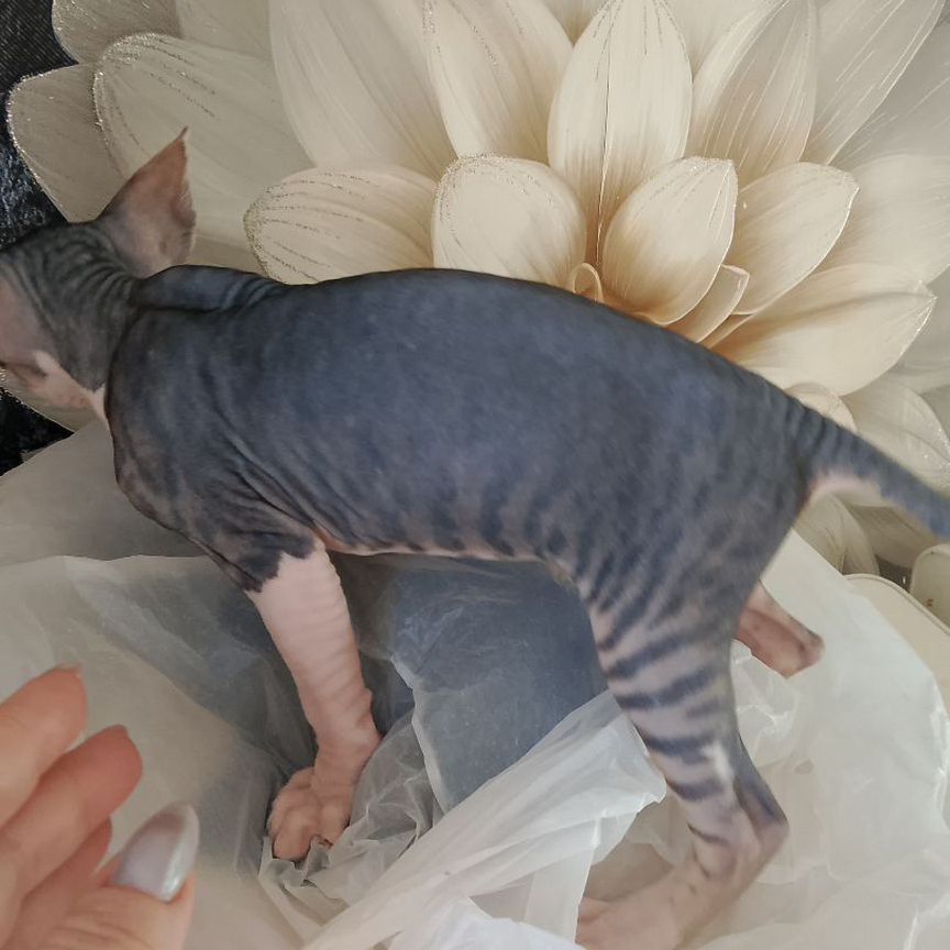 Канадский сфинкс