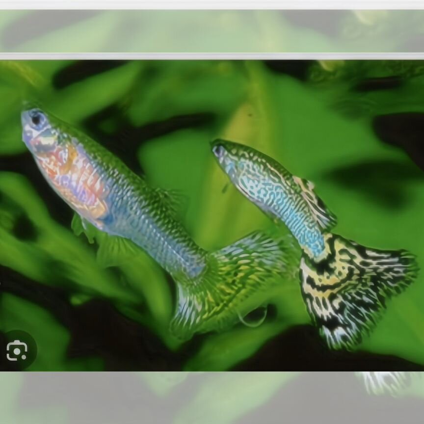 Отдам гуппи