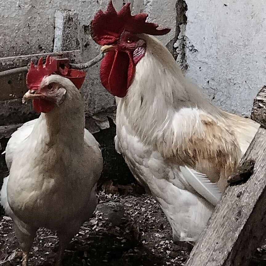 Куры несушки и Петух