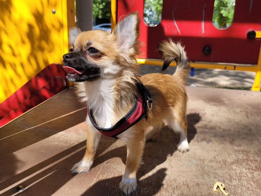 Щенок чихуахуа