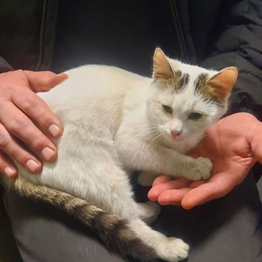 Кошки в добрые руки бесплатно