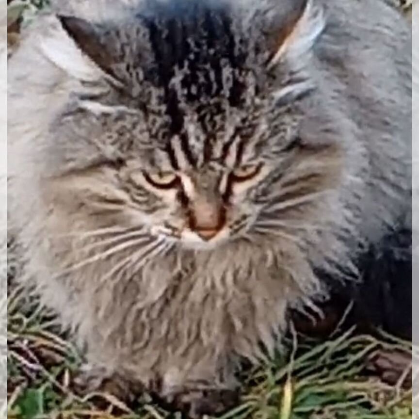 Сибирская кошка, взрослая