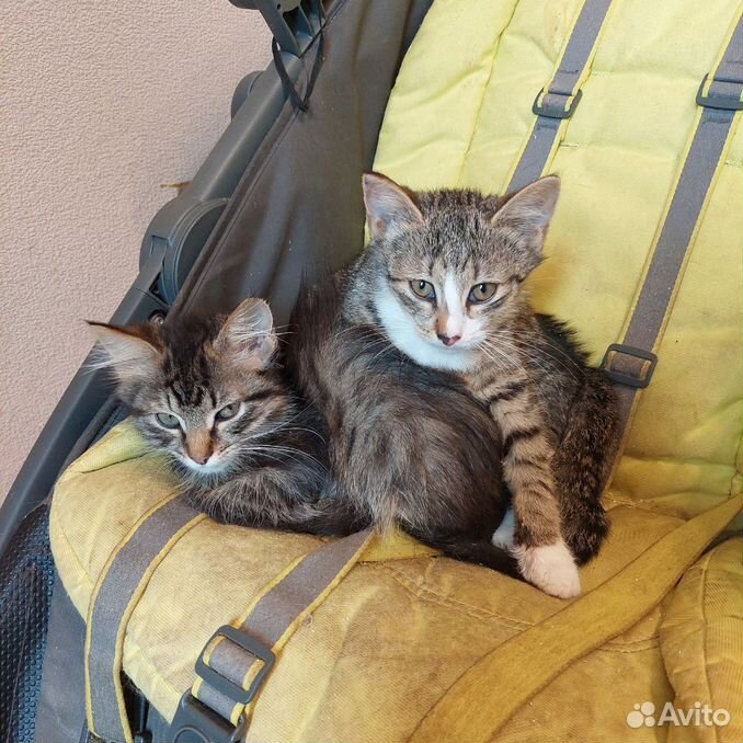 Котята в добрые руки бесплатно