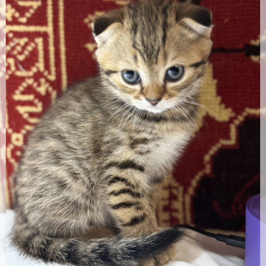 Шотландский вислоухий короткошёрстный котёнок