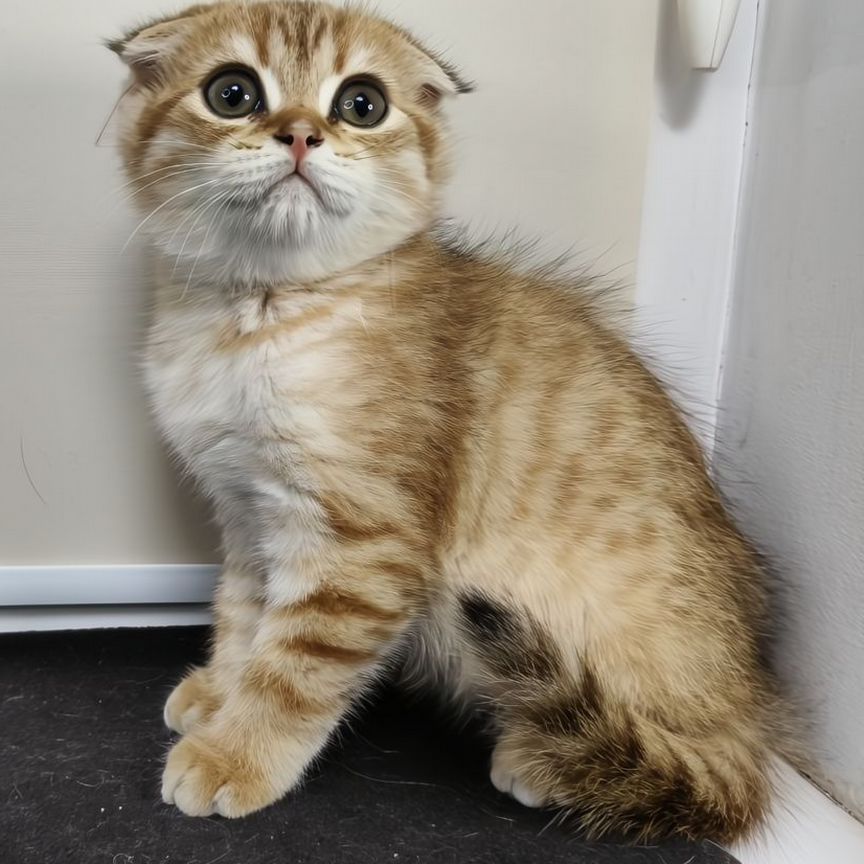 Шотландский вислоухий короткошёрстный котёнок