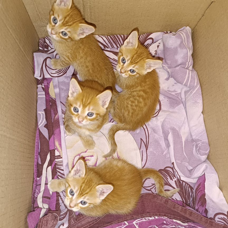 Отдам малышей в добрые, заботливые руки