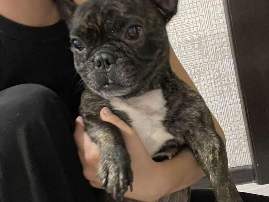 Французский бульдог в добрые руки