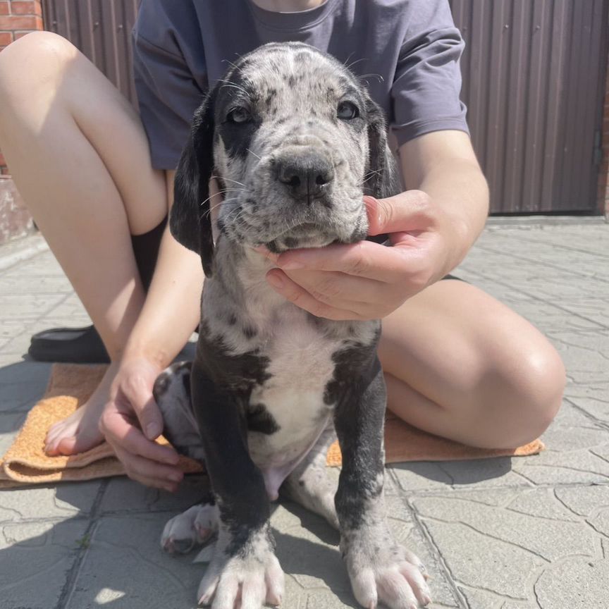 Немецкий дог,мальчик (есть доставка)