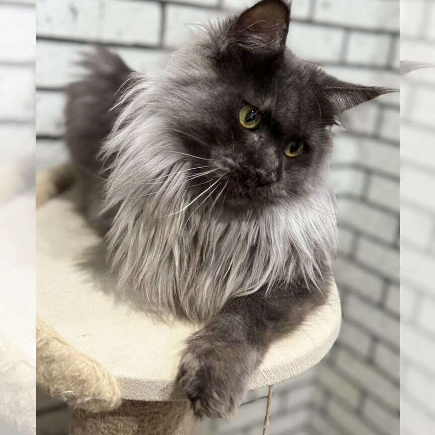 Мейн-кун, взрослая кошка