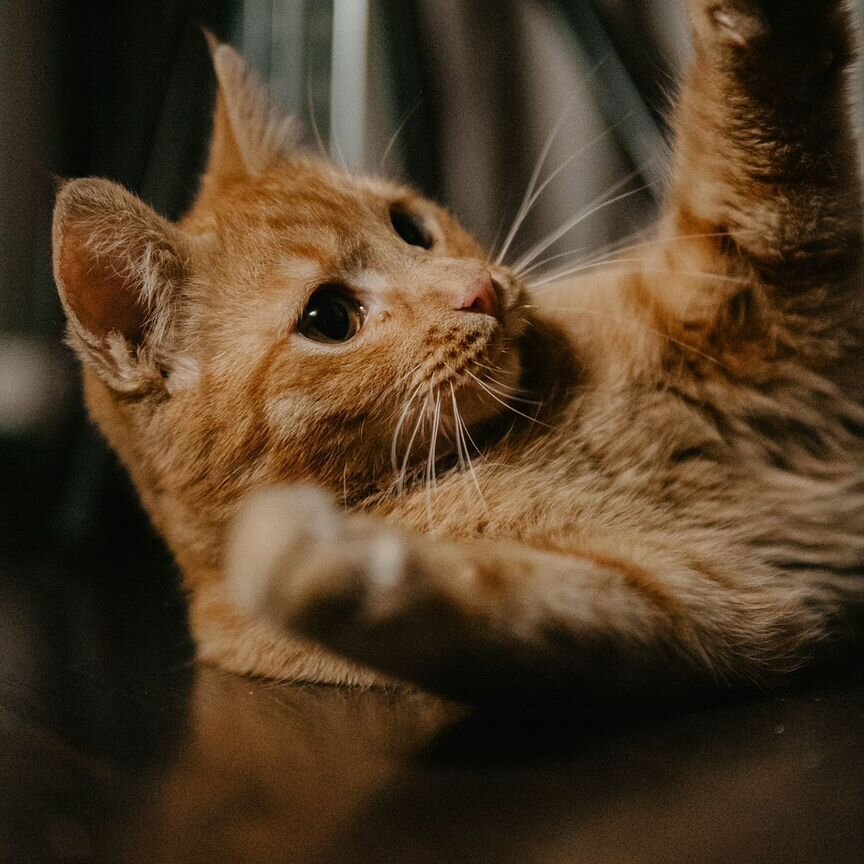 Котик в добрые руки мальчик