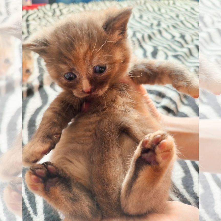 Сибирский котёнок