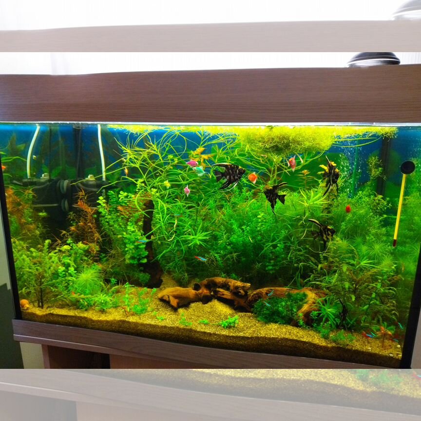 Коряга для аквариума террариума