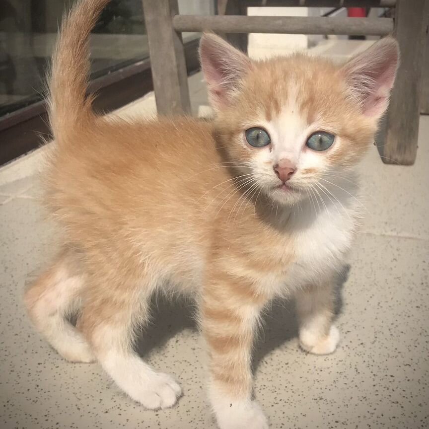 Котята в добрые руки бесплатно