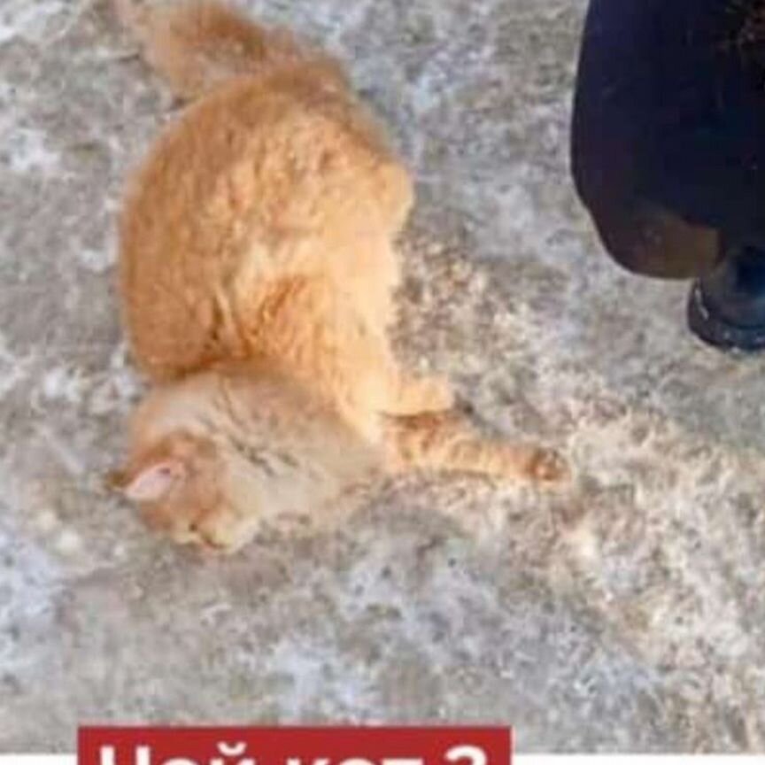 Нашли на улице кота