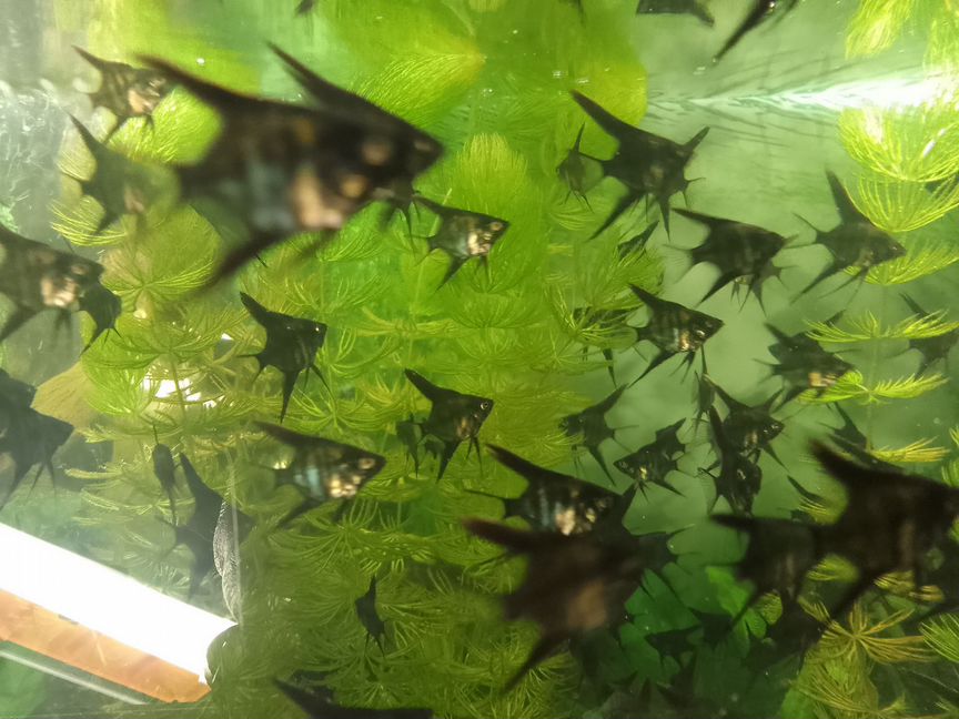 Рыбки Скалярии