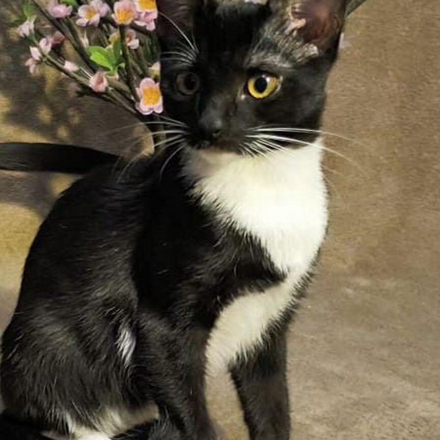 Котята в добрые руки бесплатно мальчики