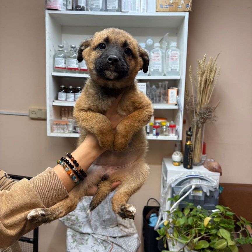 Отдам в добрые руки