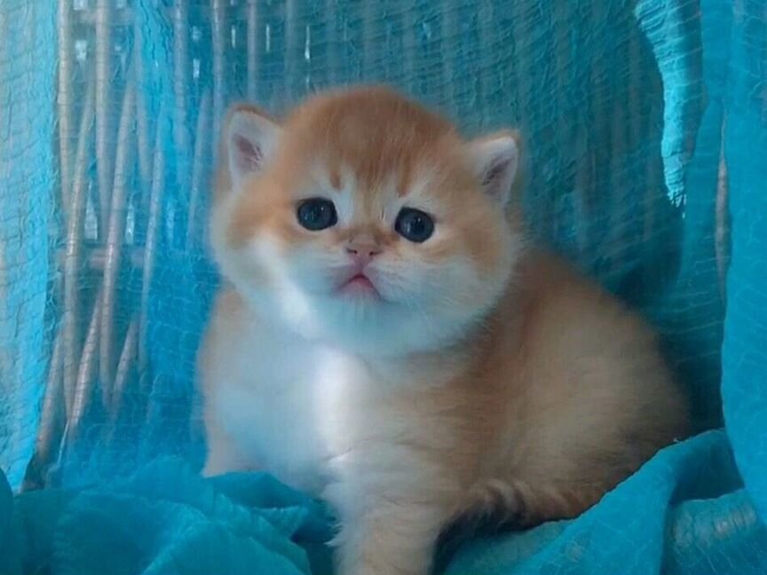 Британские котята