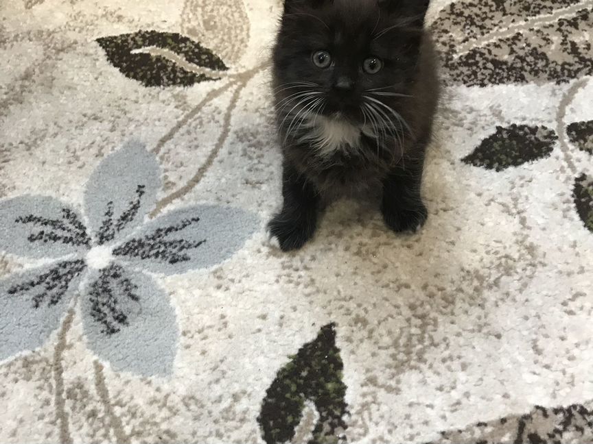 Кошка, кошечка, кошки, бесплатно