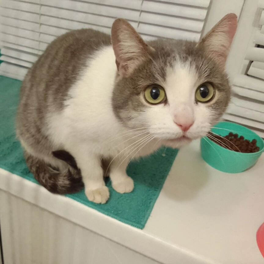 Кошечка в добрые руки