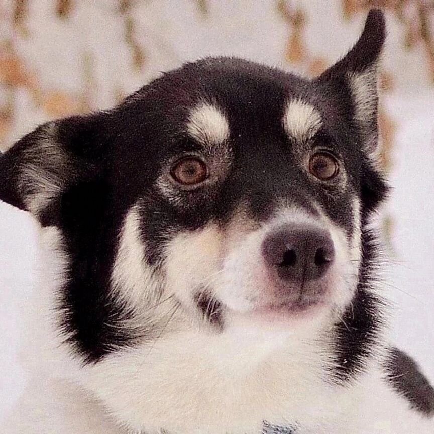 Знакомьтесь - это джуна