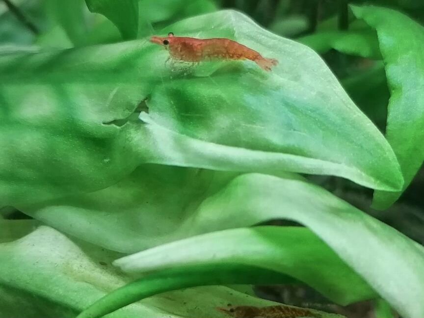 Аквариумные креветки