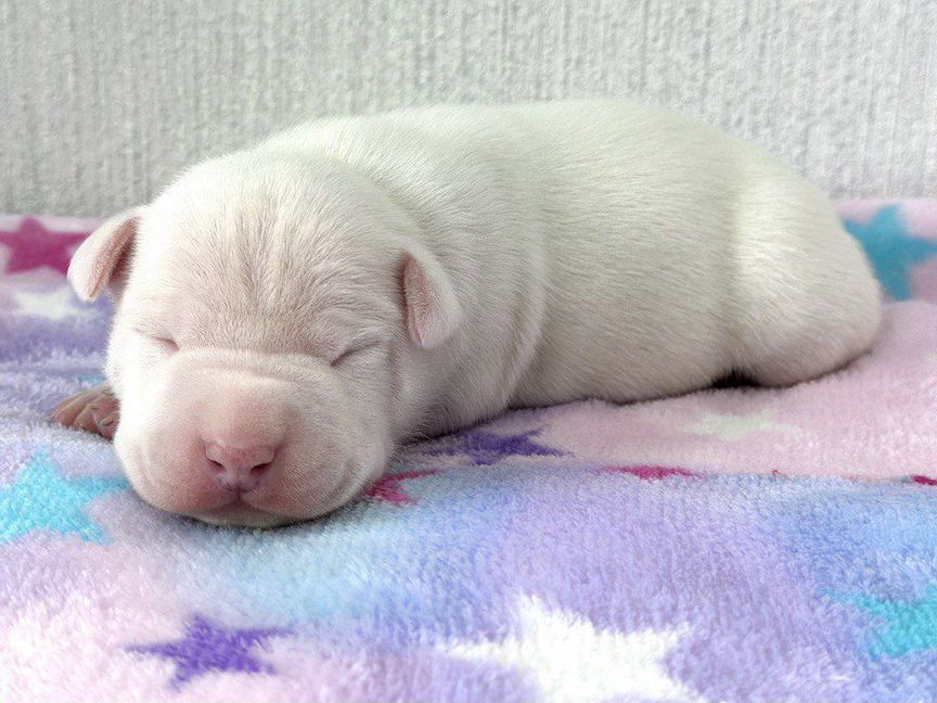 Прекрасные щенки аст