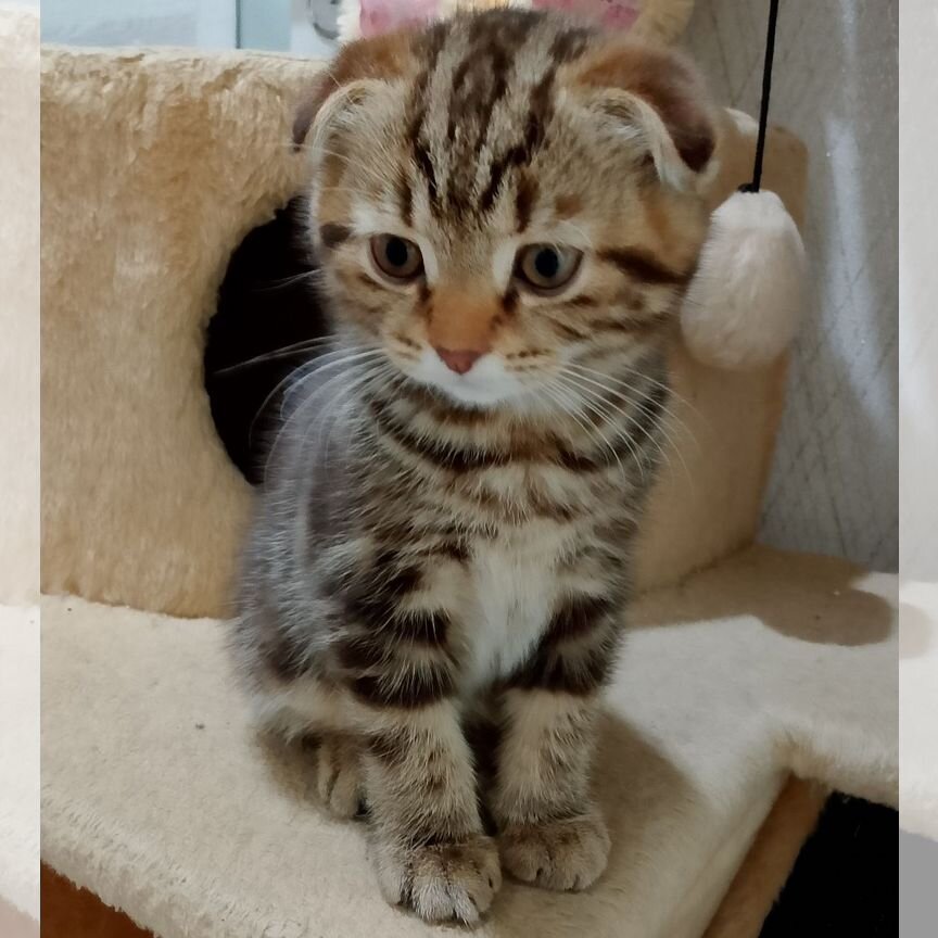 Шотландские вислоухие котята