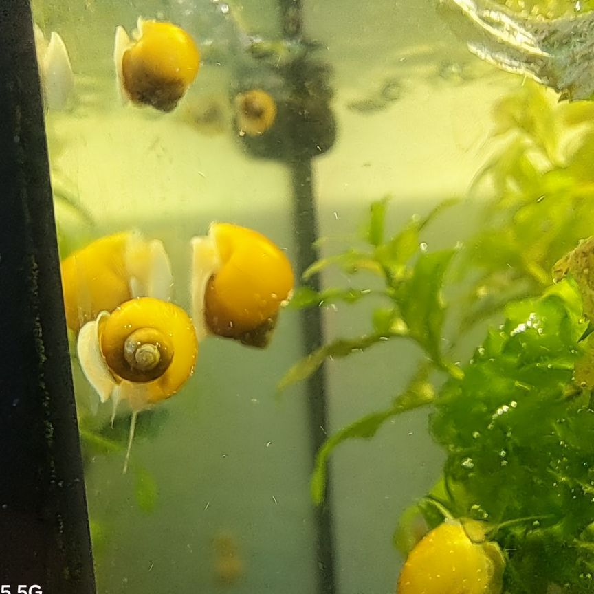 Улитки ампулярии