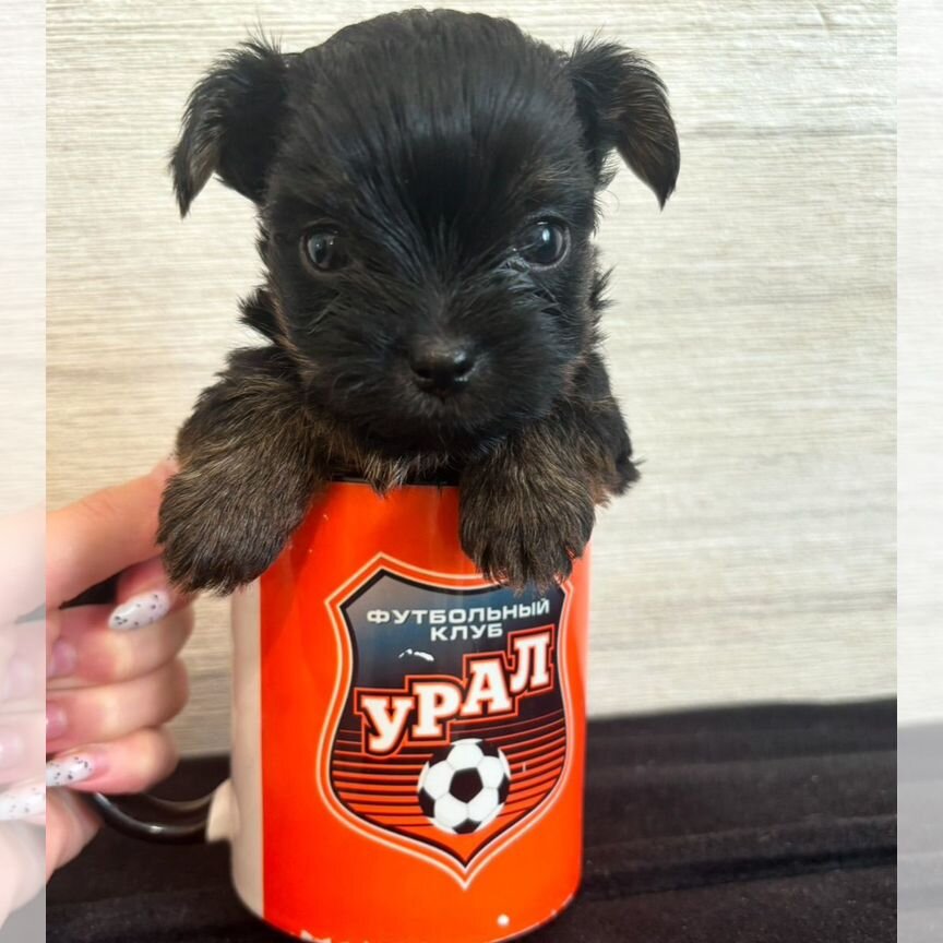 Йоркширский терьер, щенок