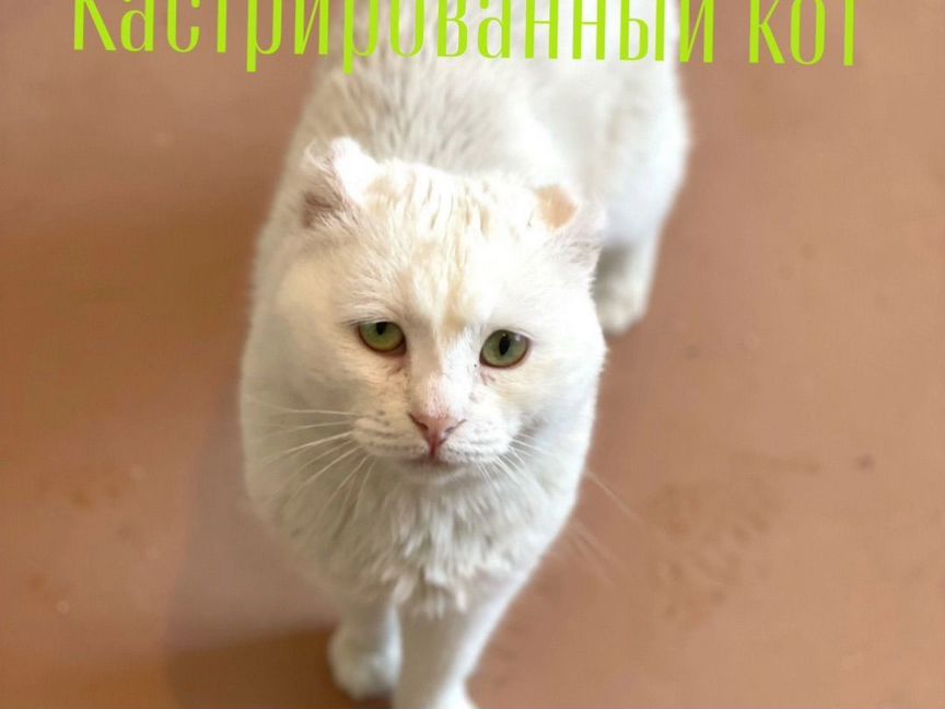 Котик в добрые руки