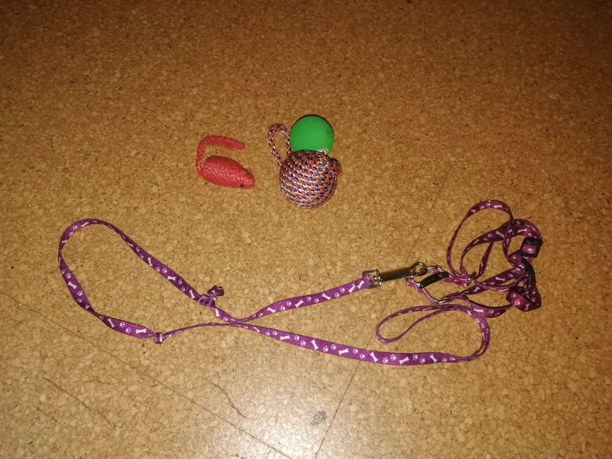 Кошачьи игрушки, шлейка и миски бесплатно