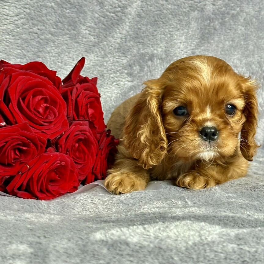 Кавалер кинг-чарльз-спаниель, щенок