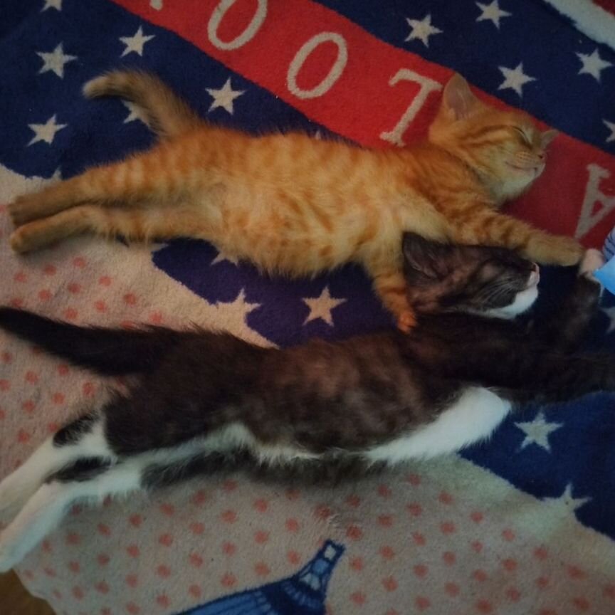 Котята в самые любящие руки