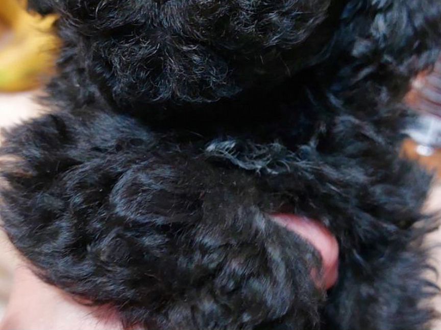 Карликовый пудель мини