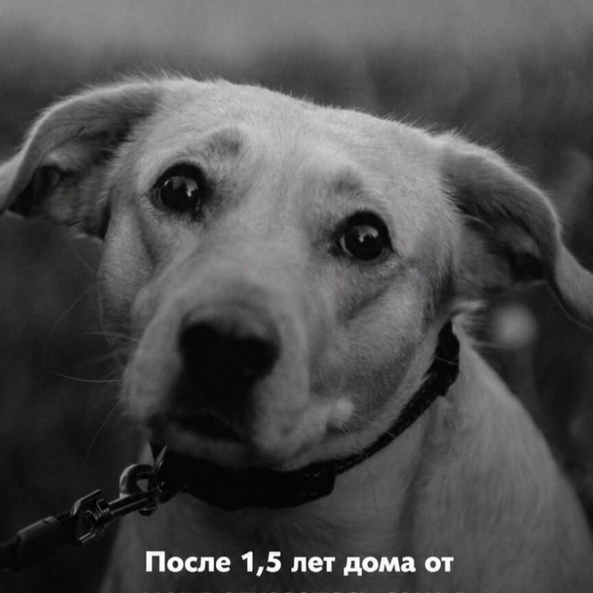 Взрослая собака в добрые руки