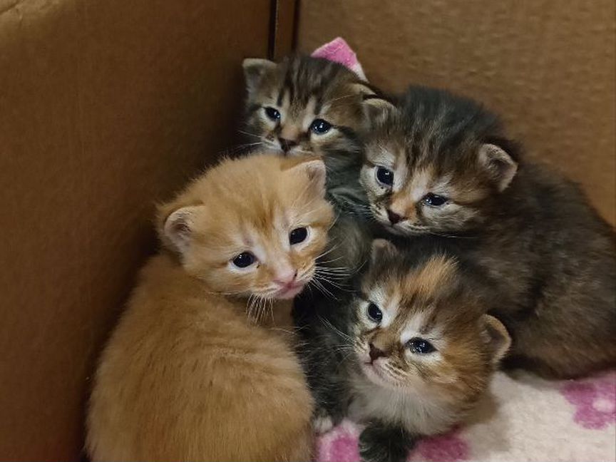 Отдам котенка в добрые руки
