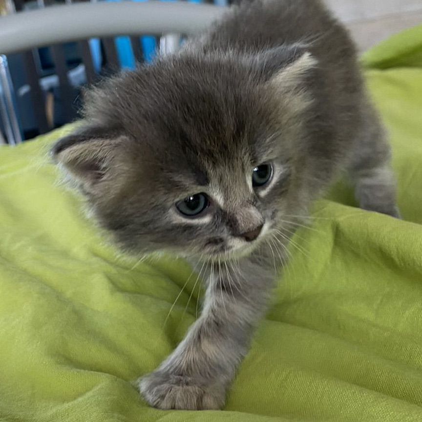 Котенок девочка бесплатно