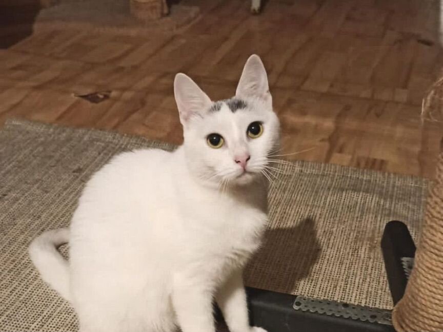 Кошка Сонечка