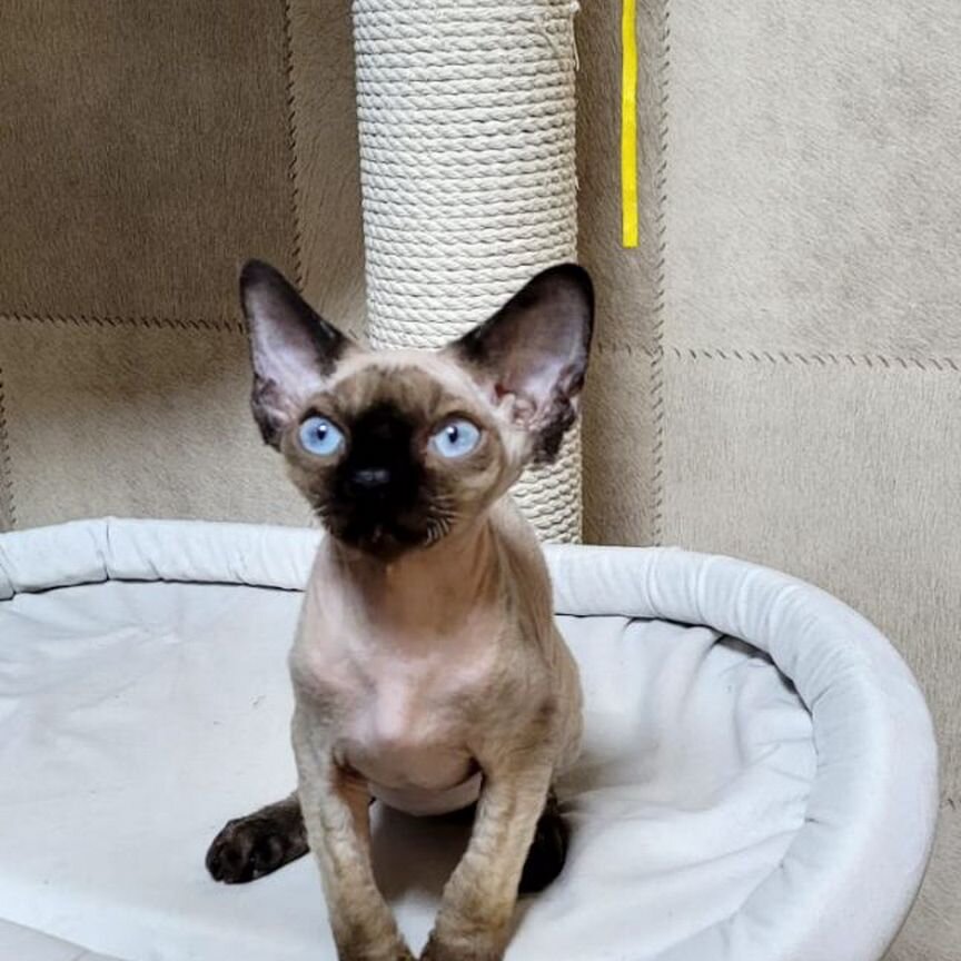 Кот Феликс