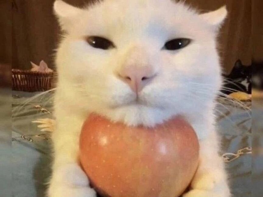 Турецкая ангора