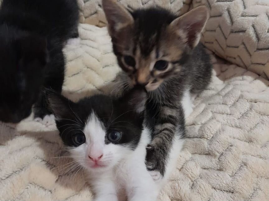 Кошка